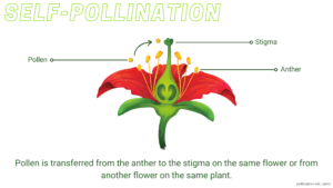 Advantages & Disadvantages of Self- vs. Cross-Pollination | Pollination ...