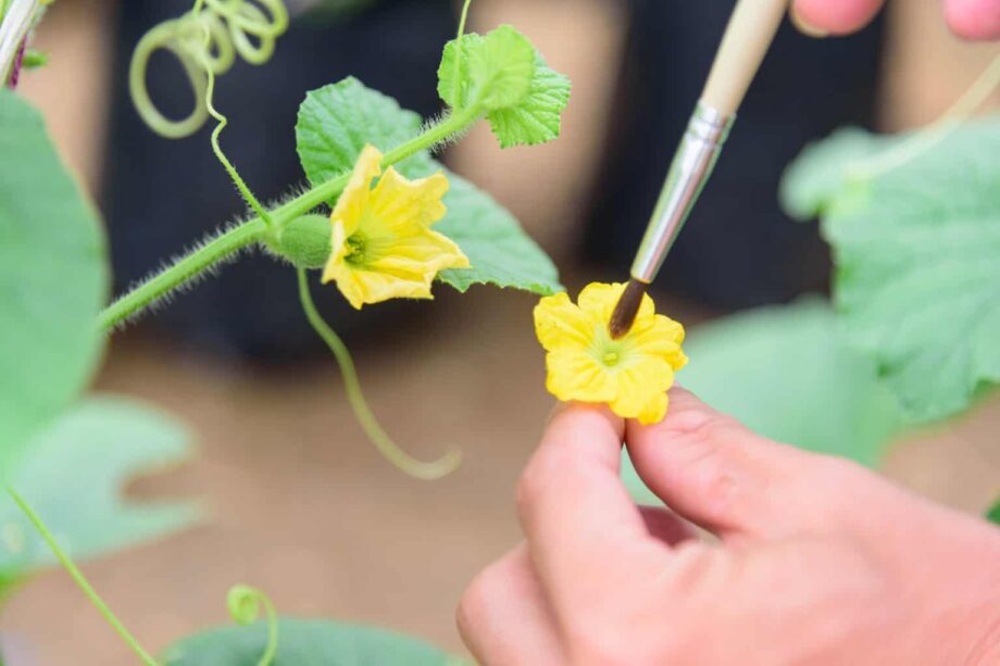 Everything You Need to Know about Pollination | Pollination Education