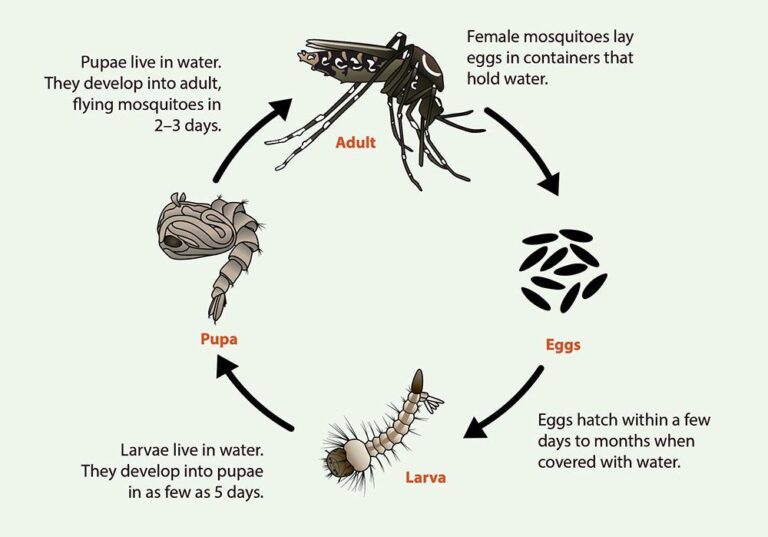 Do Mosquitoes Pollinate? All About Mosquito Pollination | Pollination ...