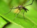 Do Mosquitoes Pollinate? All About Mosquito Pollination | Pollination ...