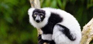 Mammal Pollinators | Pollination Education