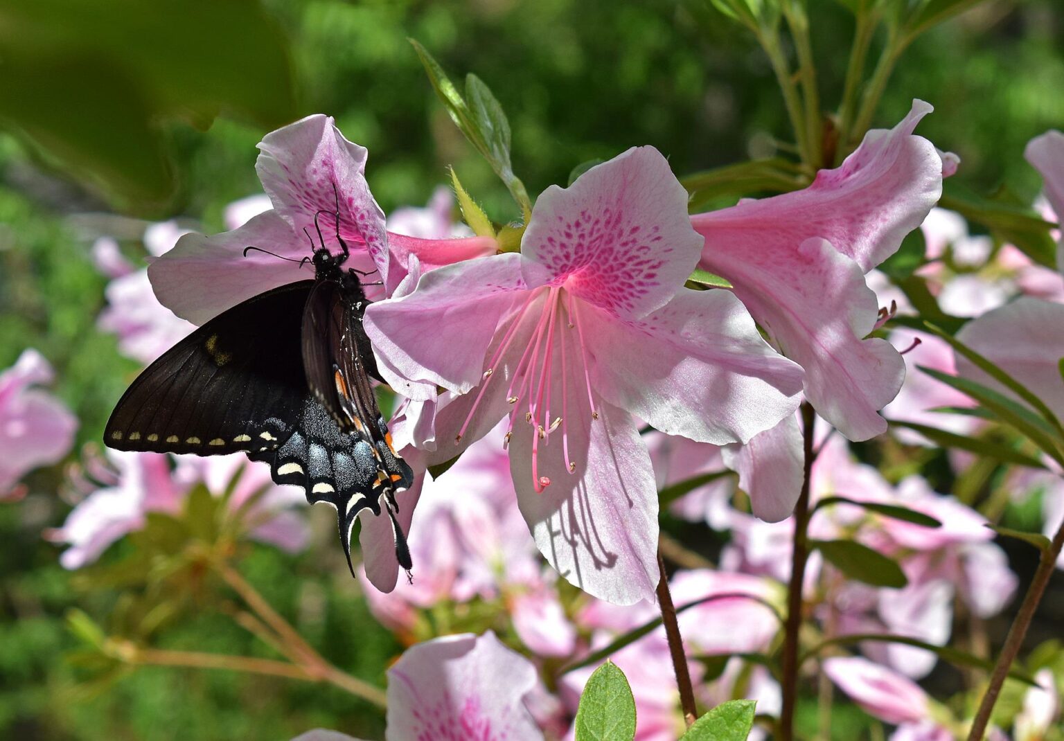 Are Azaleas Good for Pollinators? | Pollination Education