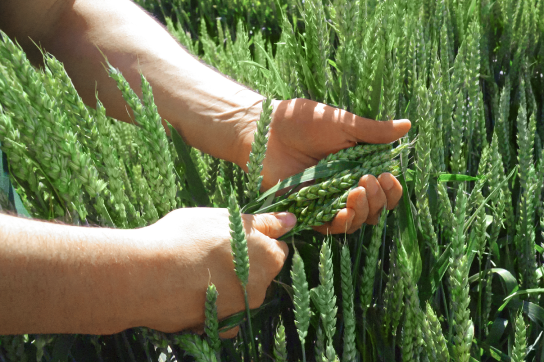 How Does Wheat Pollinate? | Pollination Education