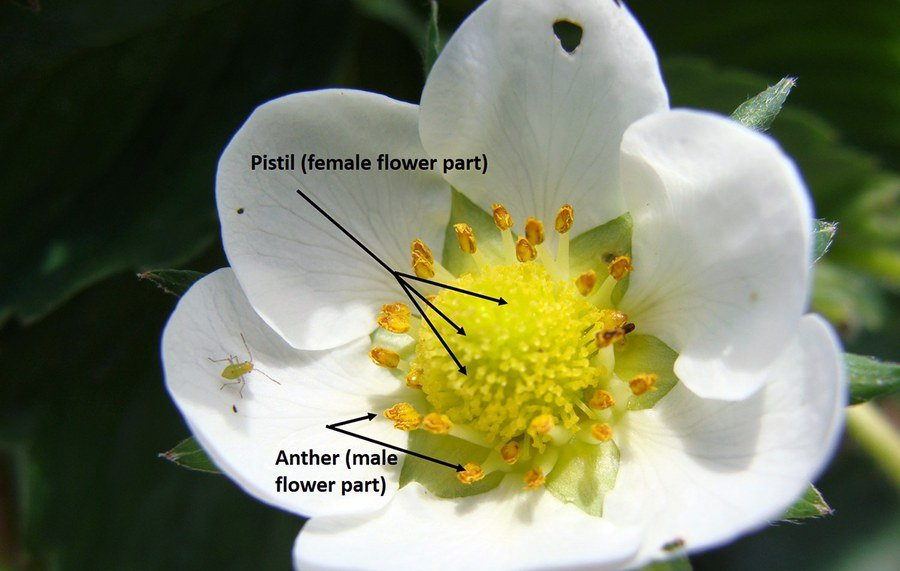 Are Strawberries And Blackberries Self Pollinating Pollination Education Are Strawberries And Blackberries Self Pollinating Pollination Education