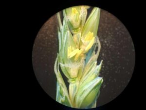 How Does Wheat Pollinate? | Pollination Education