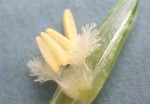 How Does Wheat Pollinate? | Pollination Education