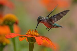 Are Humming Birds Pollinators? | Pollination Education