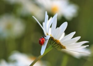 Are Ladybugs Pollinators? | Pollination Education